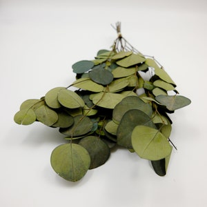 Preserved Flower Eucalyptus Populus - Green - Etsy