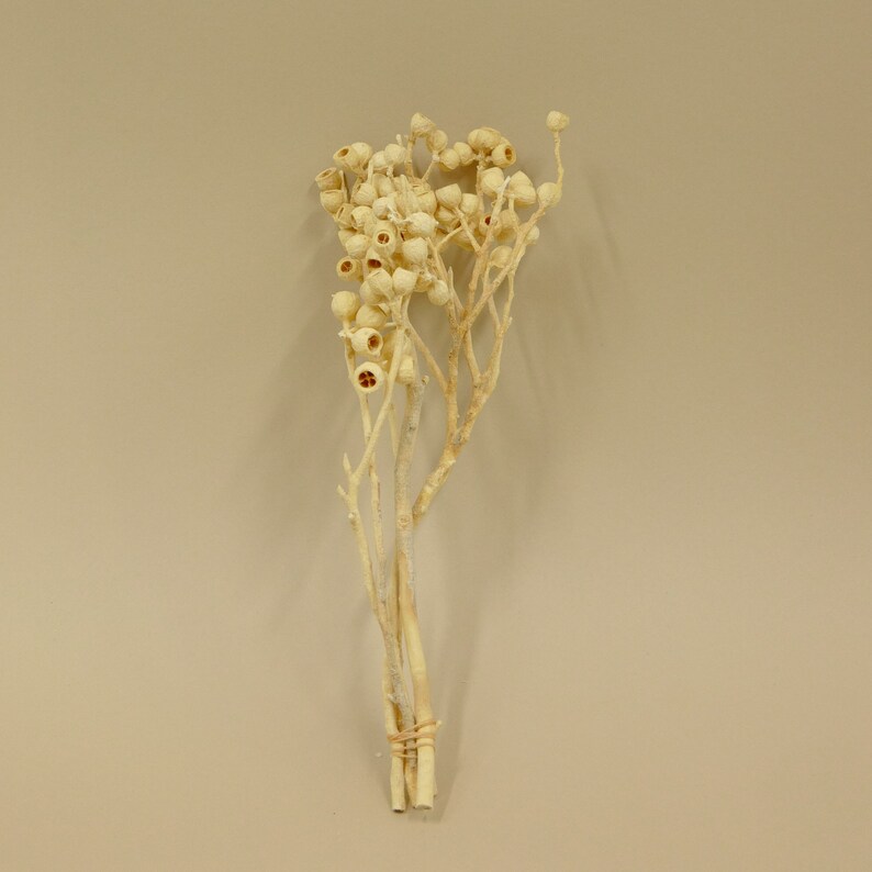 Dried Flower Eucalyptus Ambernuts off White - Etsy