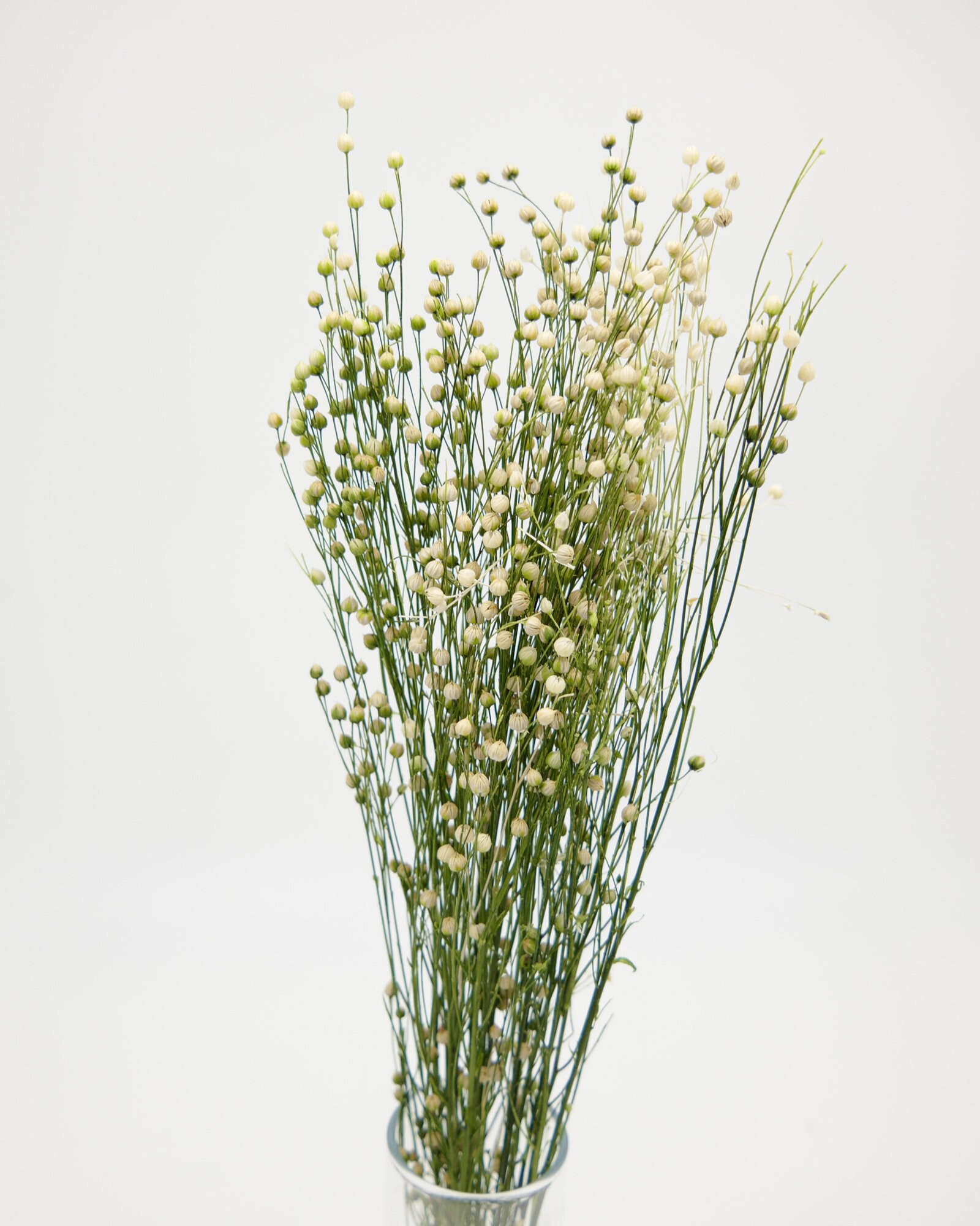 Preserved Flower Linum Mini Flax White/green | Etsy