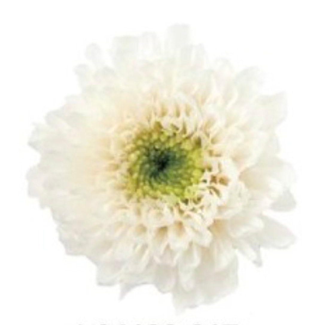 Preserved Flower Mum Kogiku Mille-feuille ( Two Tone) - White/green - Etsy