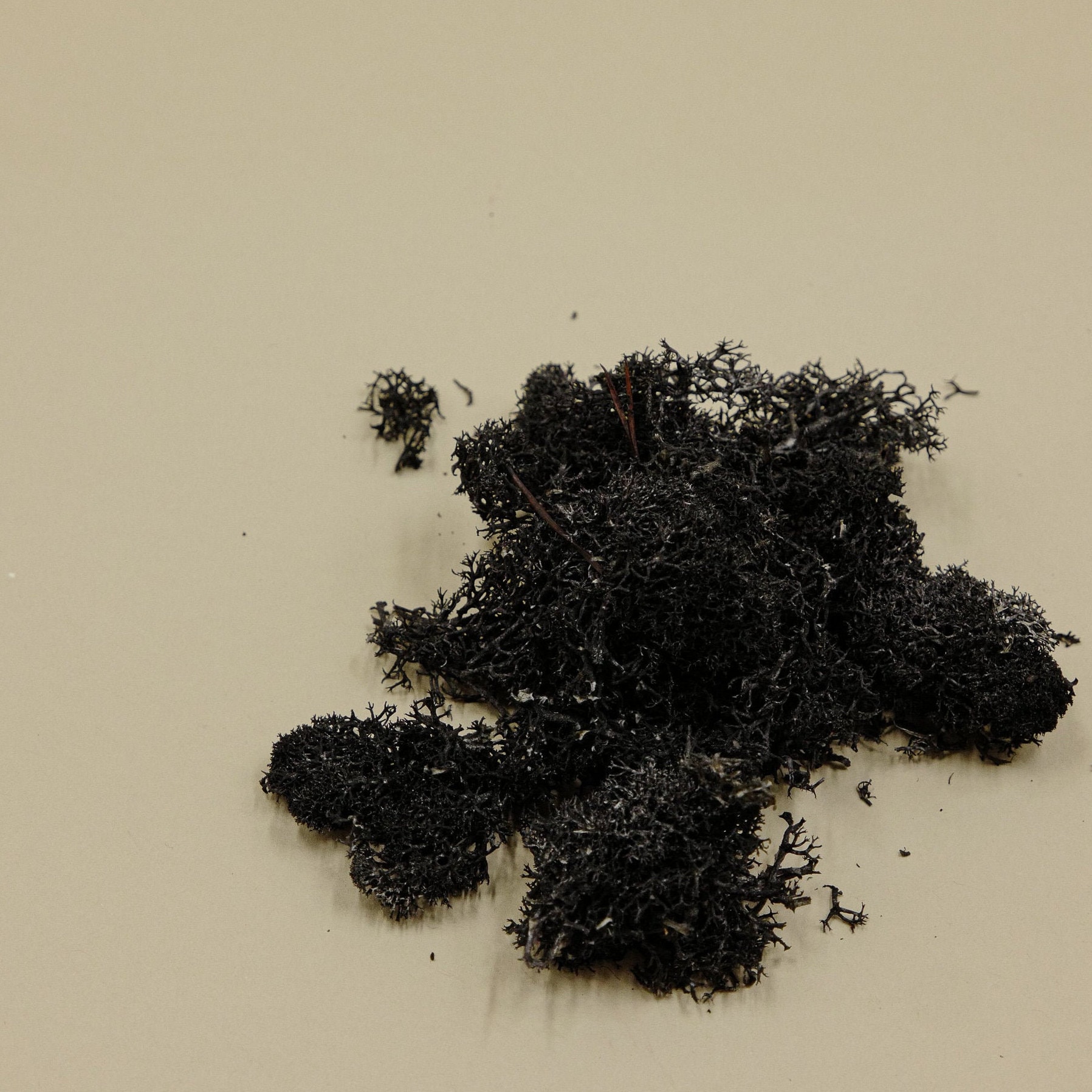 Preserved Flower Nordic Moss 50g Black | Etsy