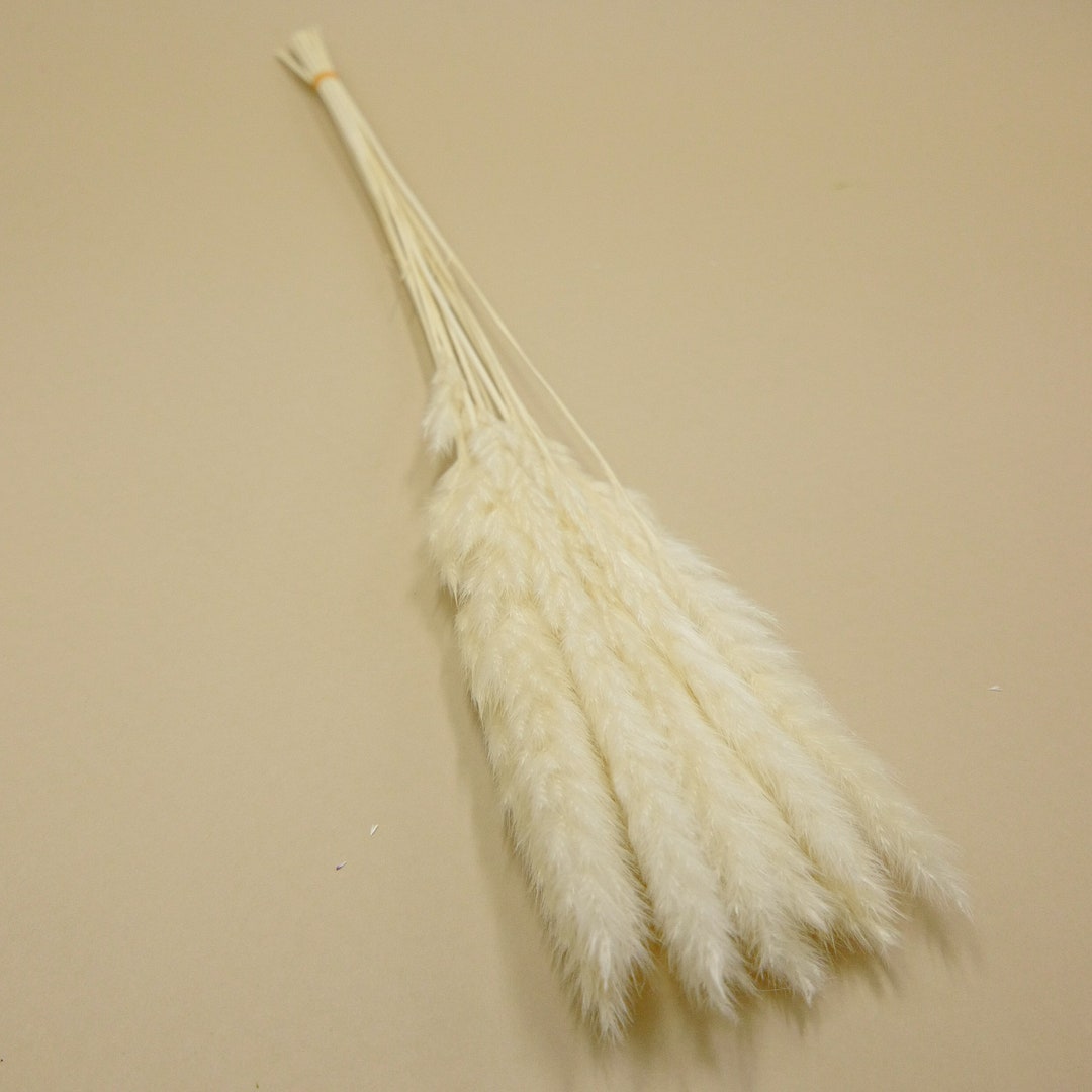 Dried Flower Tail Reed Mini - White - Etsy