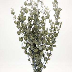 Preserved Flower Gunny Eucalyptus -green - Etsy