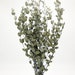 Preserved Flower Gunny Eucalyptus -green - Etsy