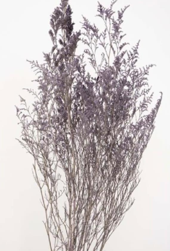 Preserved Flower Caspia Natural Purple | Etsy