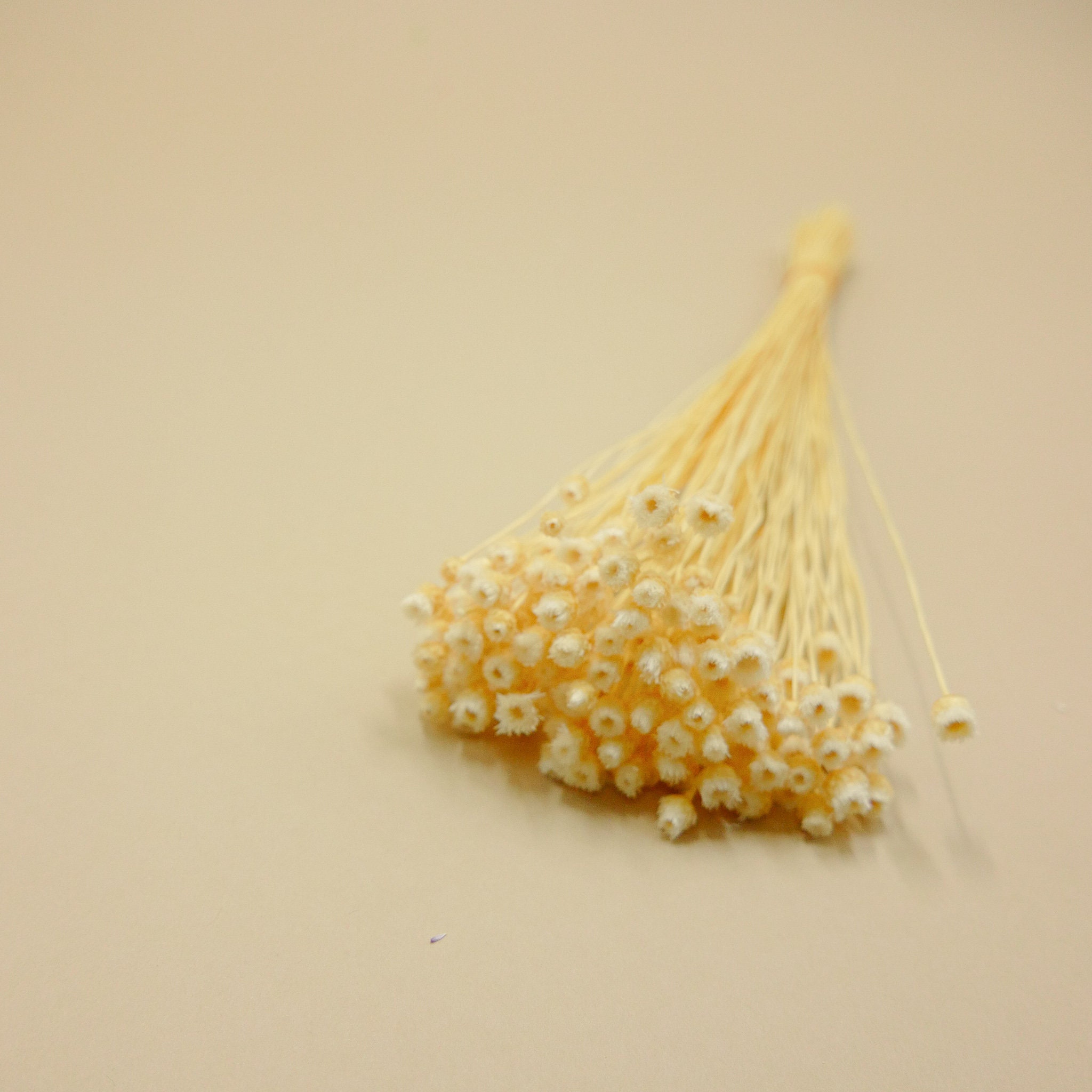 Dried Flower Happy Flower - off White (@ - Etsy