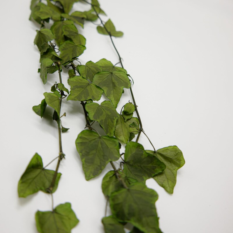 White Ivy - Etsy