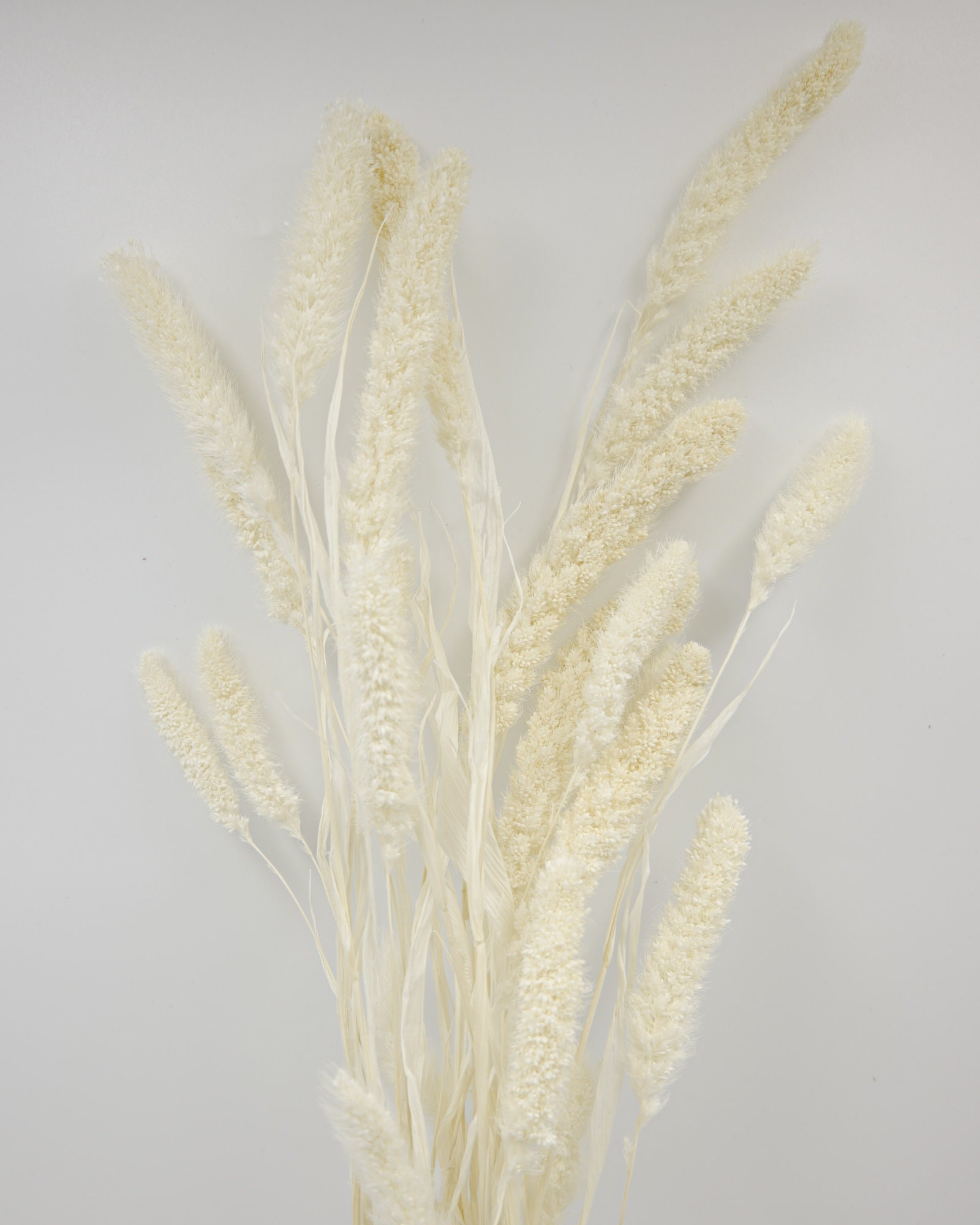 Dried Flower Setaria Off White | Etsy