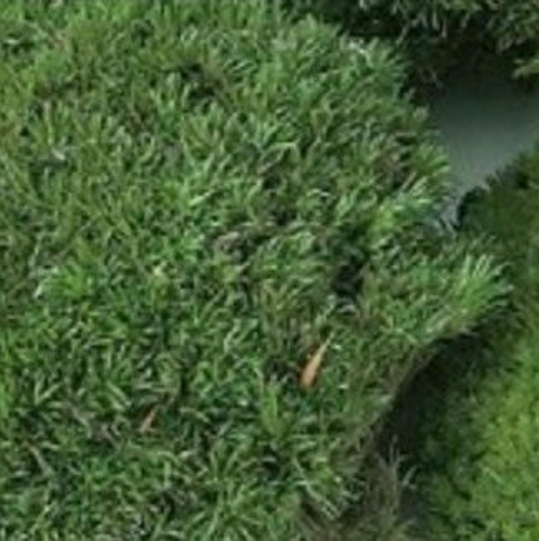 Preserved Flower Soft Pool Moss fresh Green - Etsy