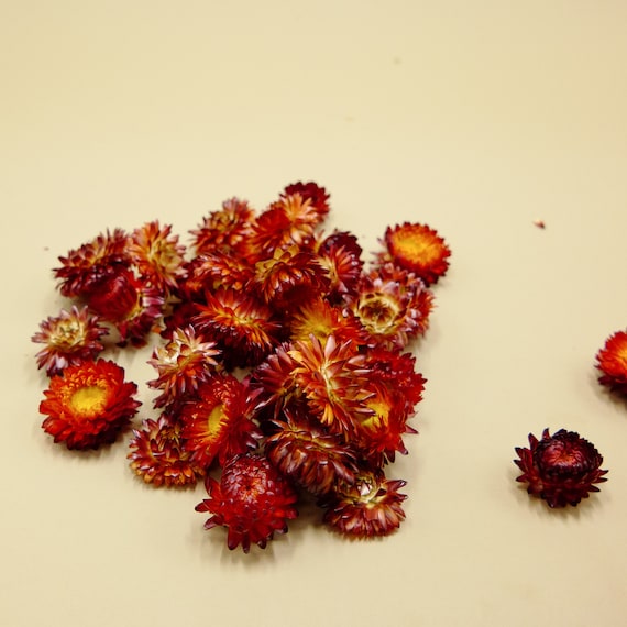 Dried Flower Helichrysum Heads Size Assorted Wine | Etsy