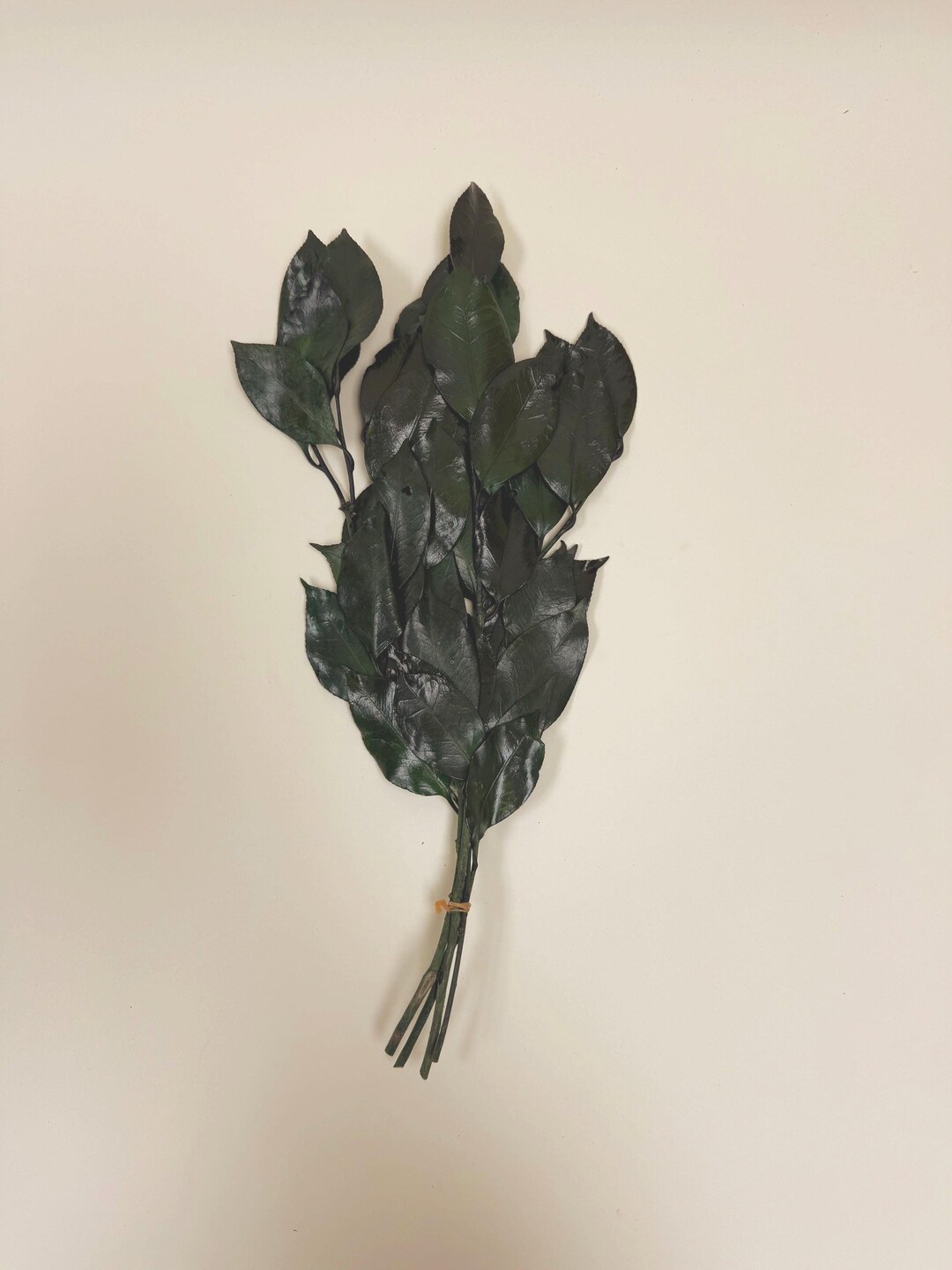 Preserved Flower English Laurel - Green (@in Stock) - Etsy