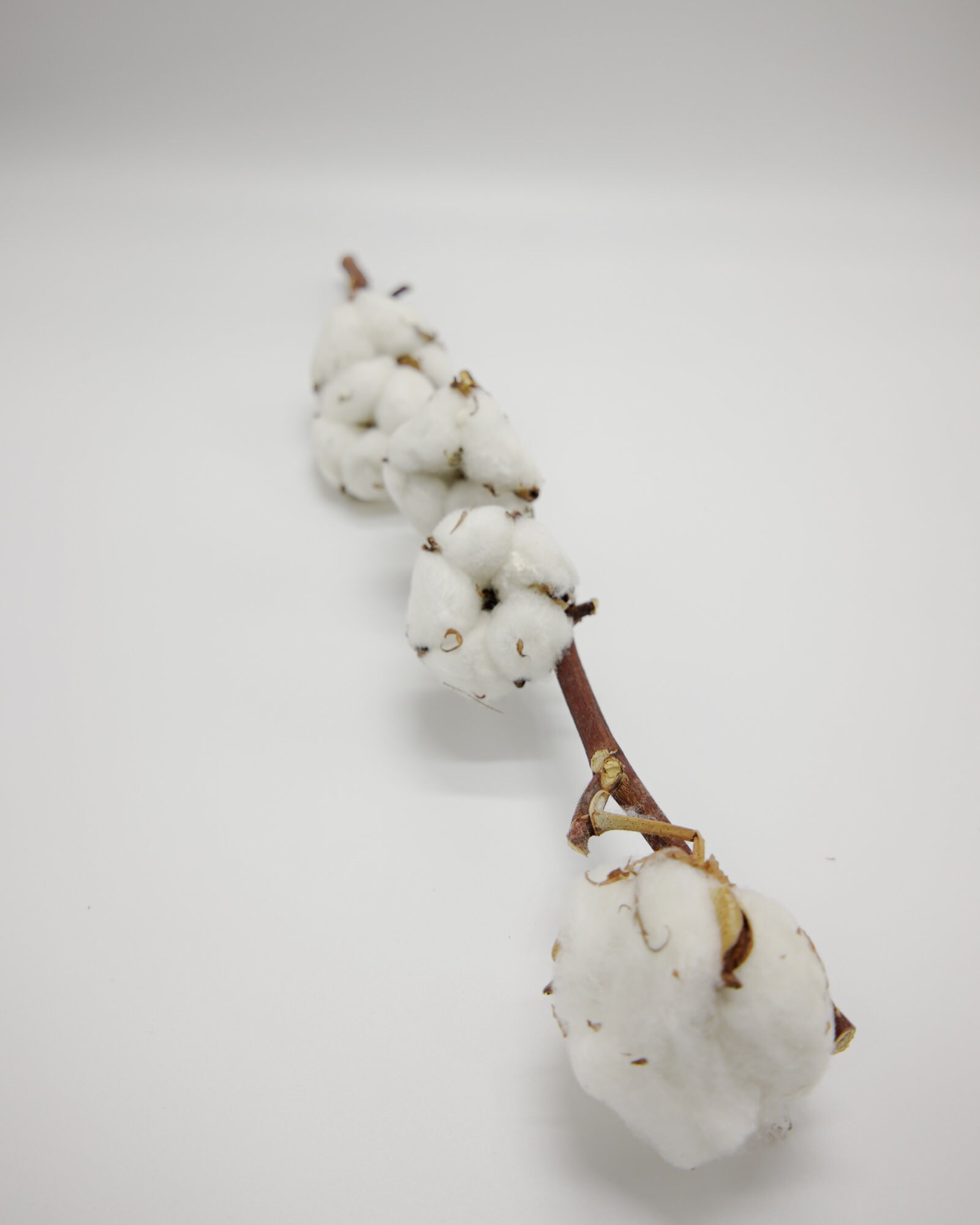 Dried Flower Cotton With Stem Natural | Etsy