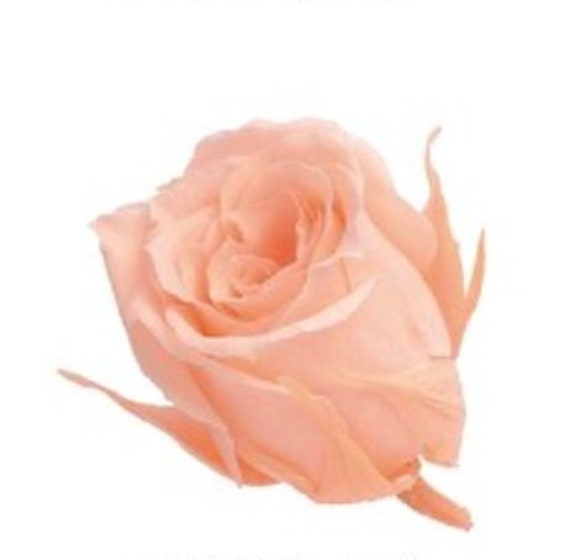 Preserved Flower Vivian Rose Creamy Peach | Etsy