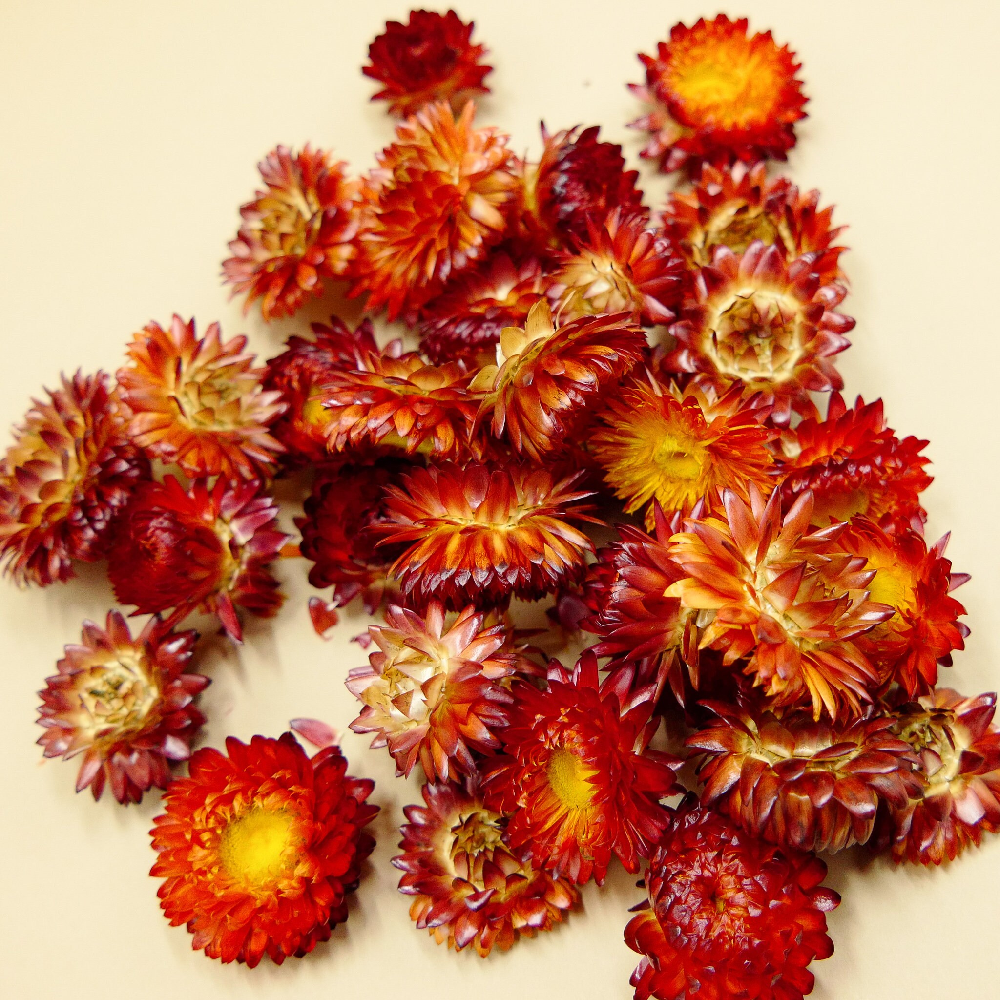 Dried Flower Helichrysum Heads Size Assorted Wine - Etsy