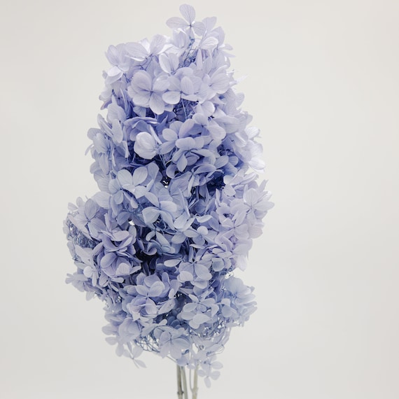 Preserved Flower Peegee Hydrangea With Stem lavender Purple | Etsy