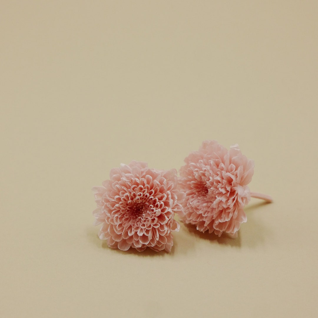 Preserved Flower Mum Kogiku - Pink Cocoa - Etsy