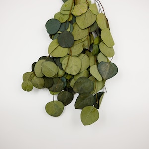 Preserved Flower Eucalyptus Populus - Green - Etsy