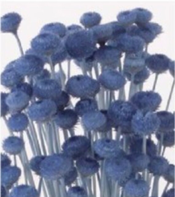 Dried Flower Amarely Flower Cobalt Blue - Etsy