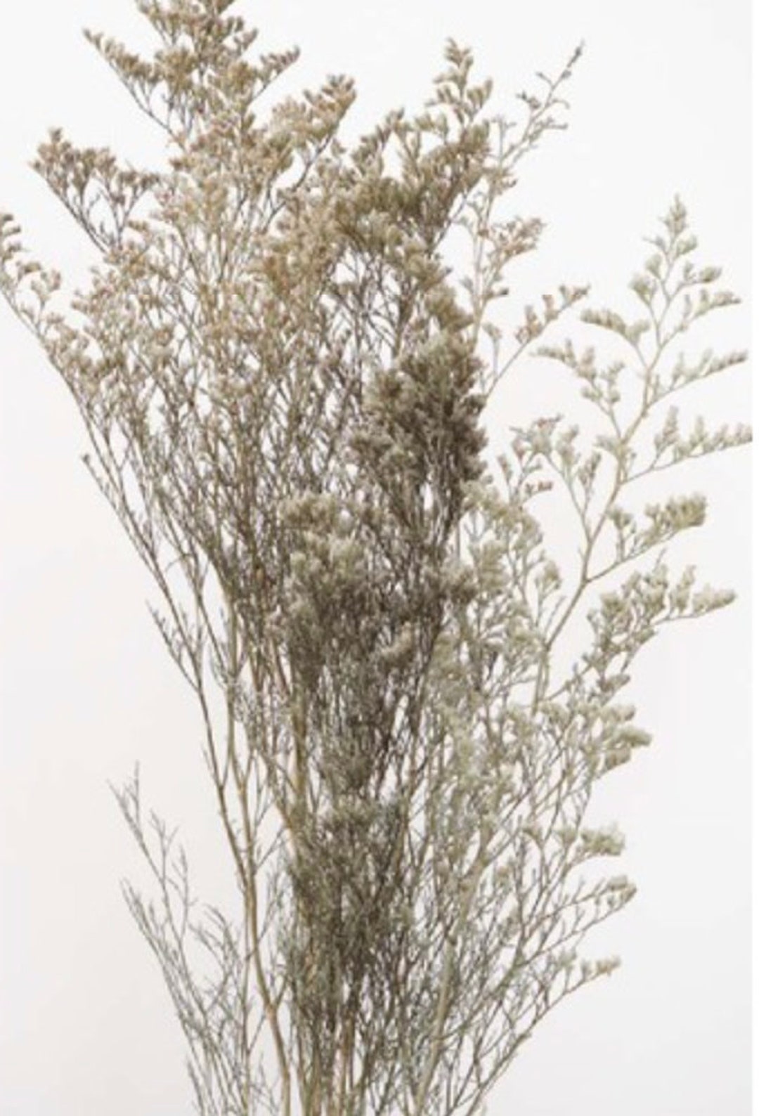 Preserved Flower Caspia - Natural White - Etsy