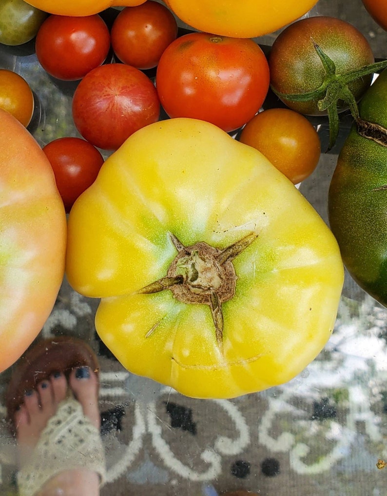 White Tomesol Tomato Seeds - Etsy