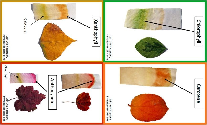 Leaf Pigment Fact Flashcards - Etsy Canada