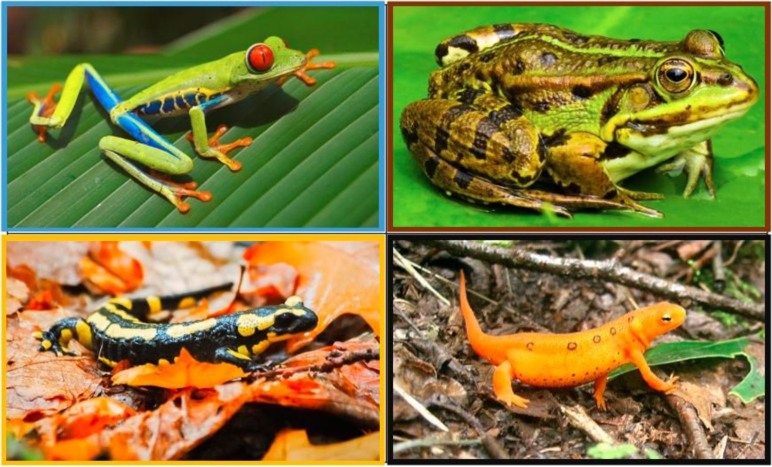 Amphibian Fact Flashcards - Etsy