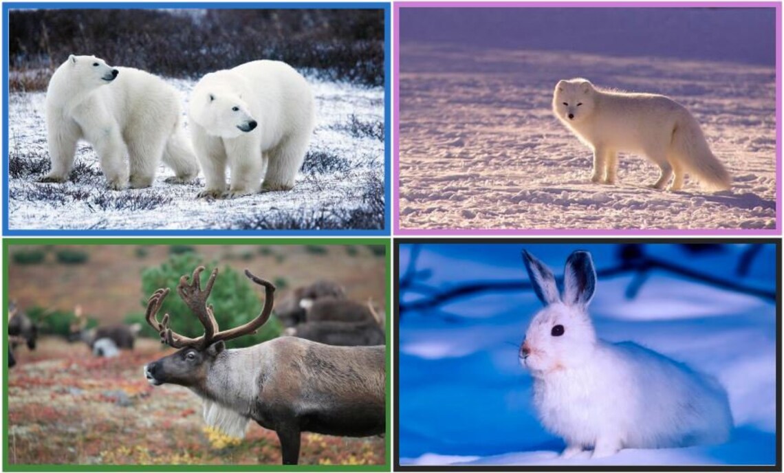 Polar Animal Fact Flashcards - Etsy