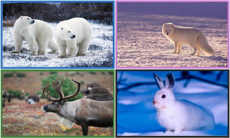 Polar Animal Fact Flashcards - Etsy