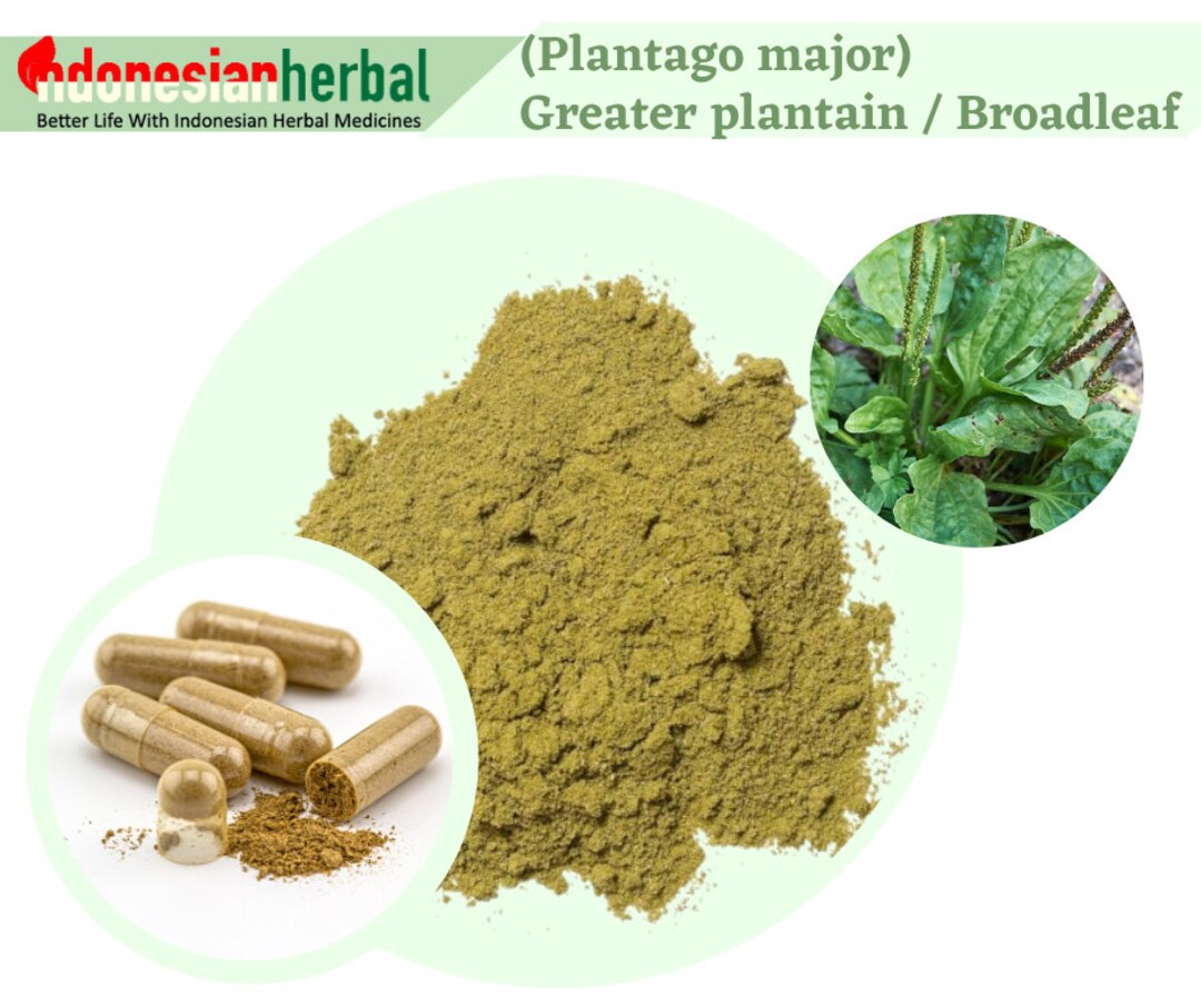 Capsule of Broadleaf Plantain / Waybread / Greater Plantain / Plantago ...