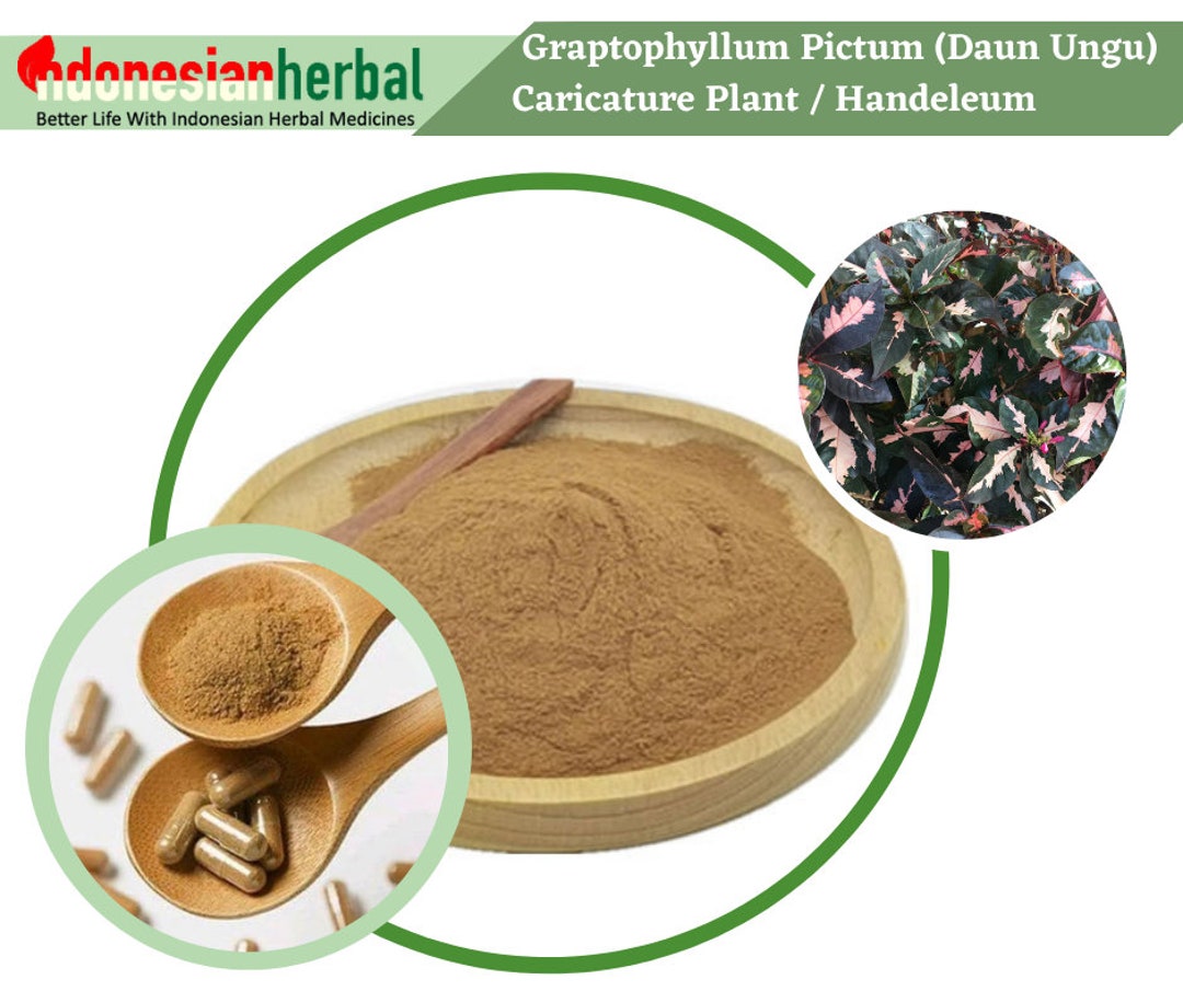 Capsule of Pure Caricature Plant / Handeleum graptophyllum Pictum ...