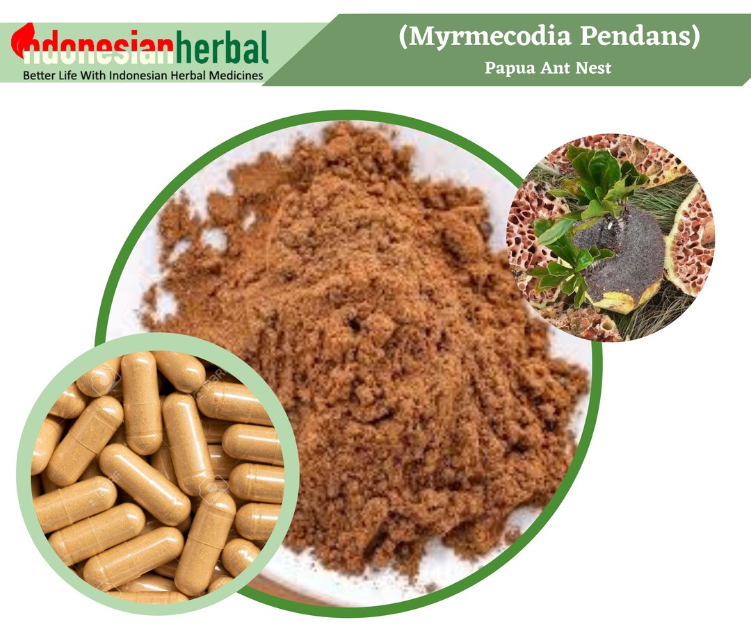 Capsule of Pure Papua Ant Nest myrmecodia Pendans 600mg Organic ...