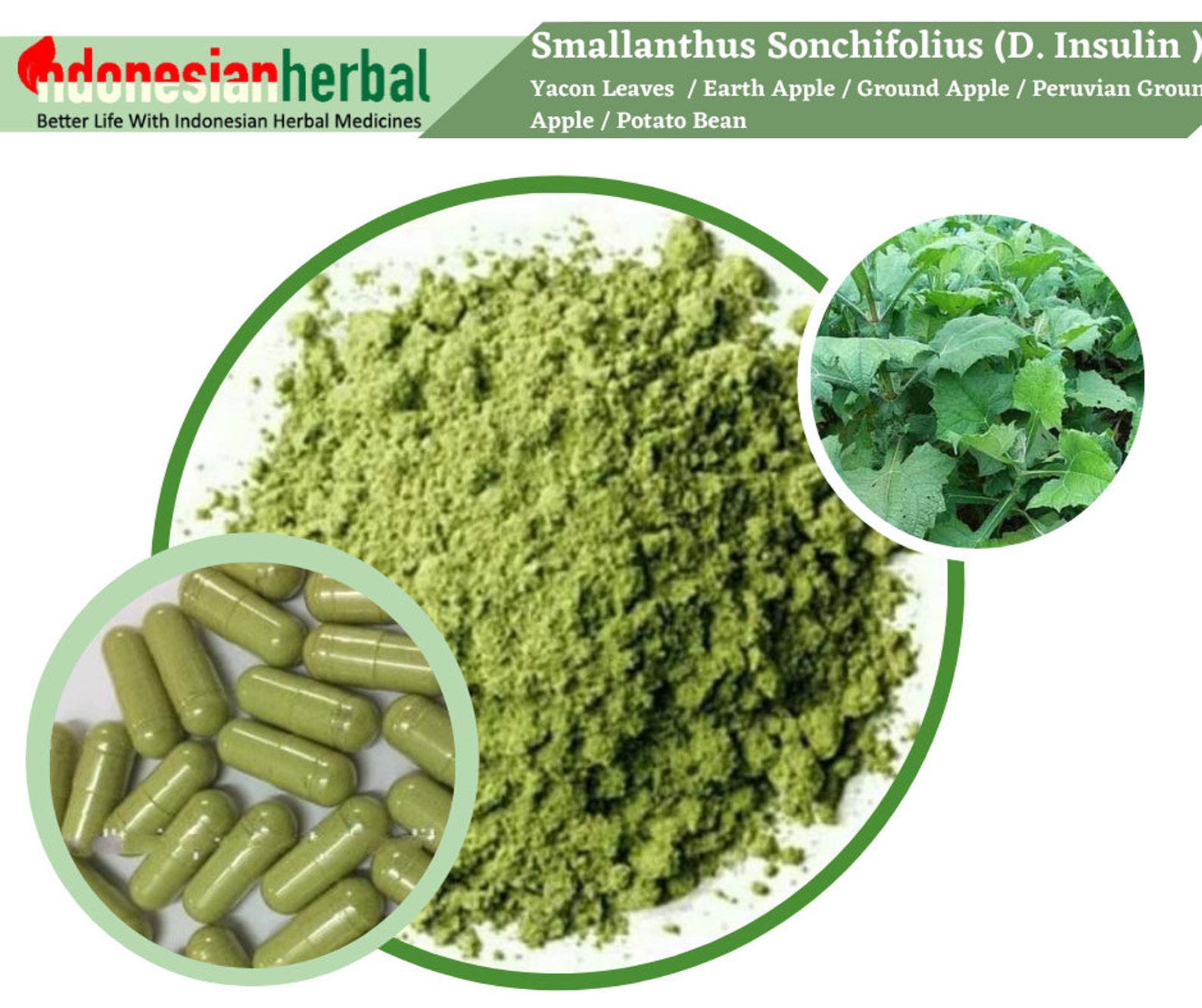 Capsule of Pure Yacon Leaves / Peruvian Ground Apple / Potato Bean ...