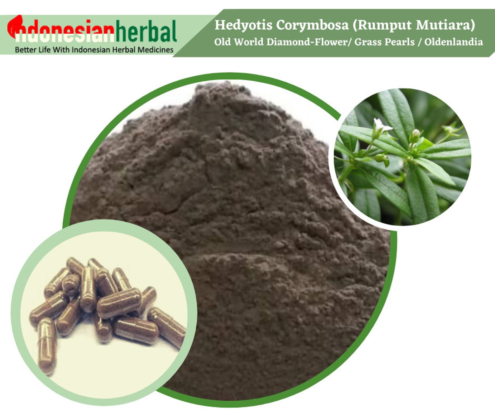 FRESH POWDER Pure Hedyotis Corymbosa / Old World Diamond-flower Grass ...