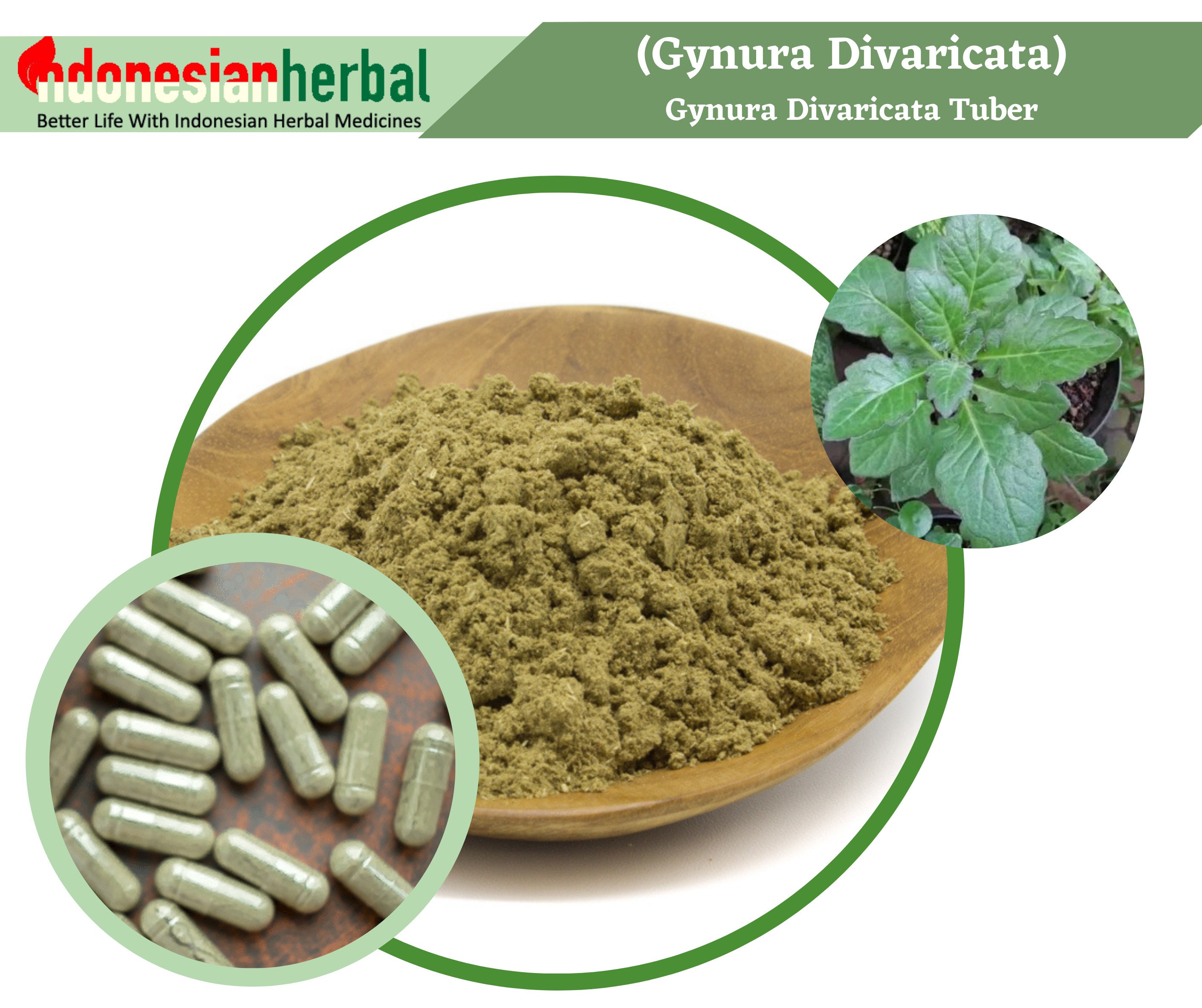 FRESH POWDER Gynura Divaricata Tuber gynura Divaricata Organic - Etsy