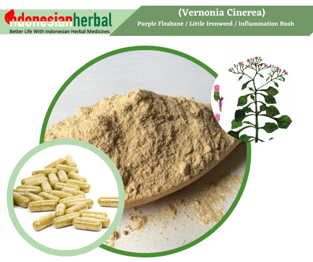 FRESH POWDER Purple Fleabane / Little Ironweed / Inflammation Bush ...