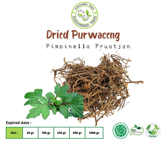 Dried Purwaceng Dry Pimpinella Pruatjan Premium Fresh Organic - Etsy