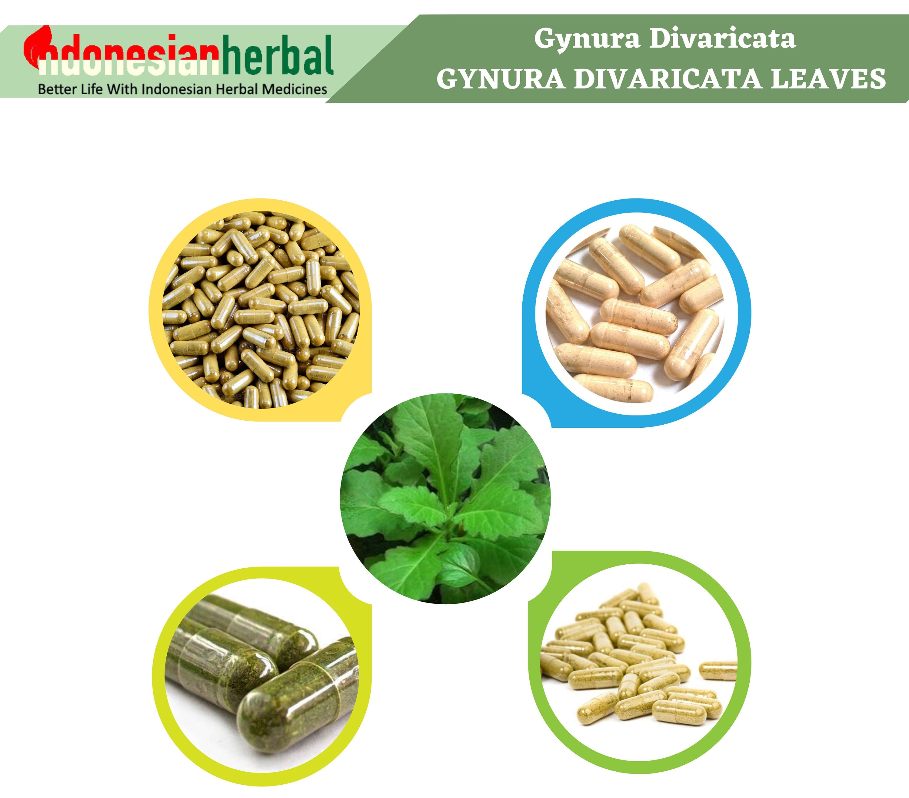 Capsule of GYNURA DIVARICATA LEAVES gynura Divaricata 600 Mg Pure - Etsy