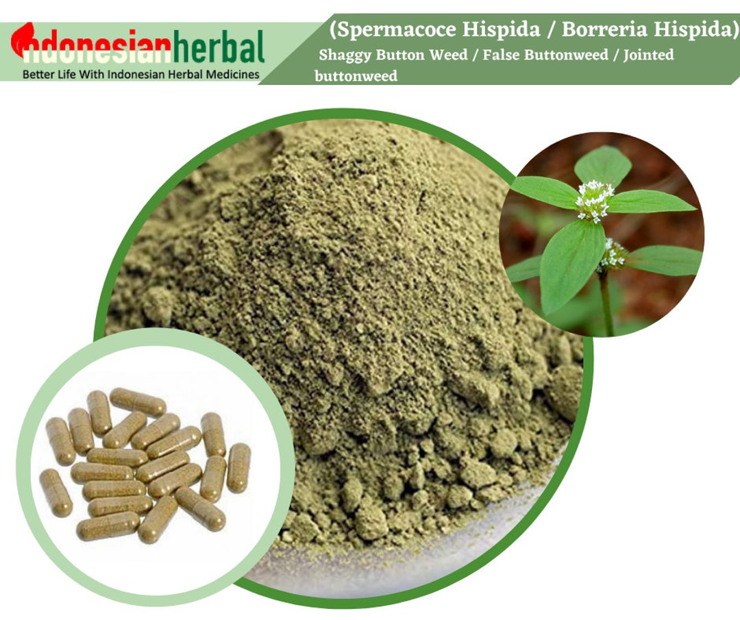 Capsule of Pure Shaggy Button Weed / Jointed Buttonweed Borreria ...