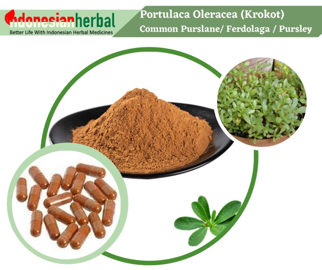 FRESH POWDER PURE Common Purslane/ Verdolaga/ Pigweed/ Red Root Pursley ...