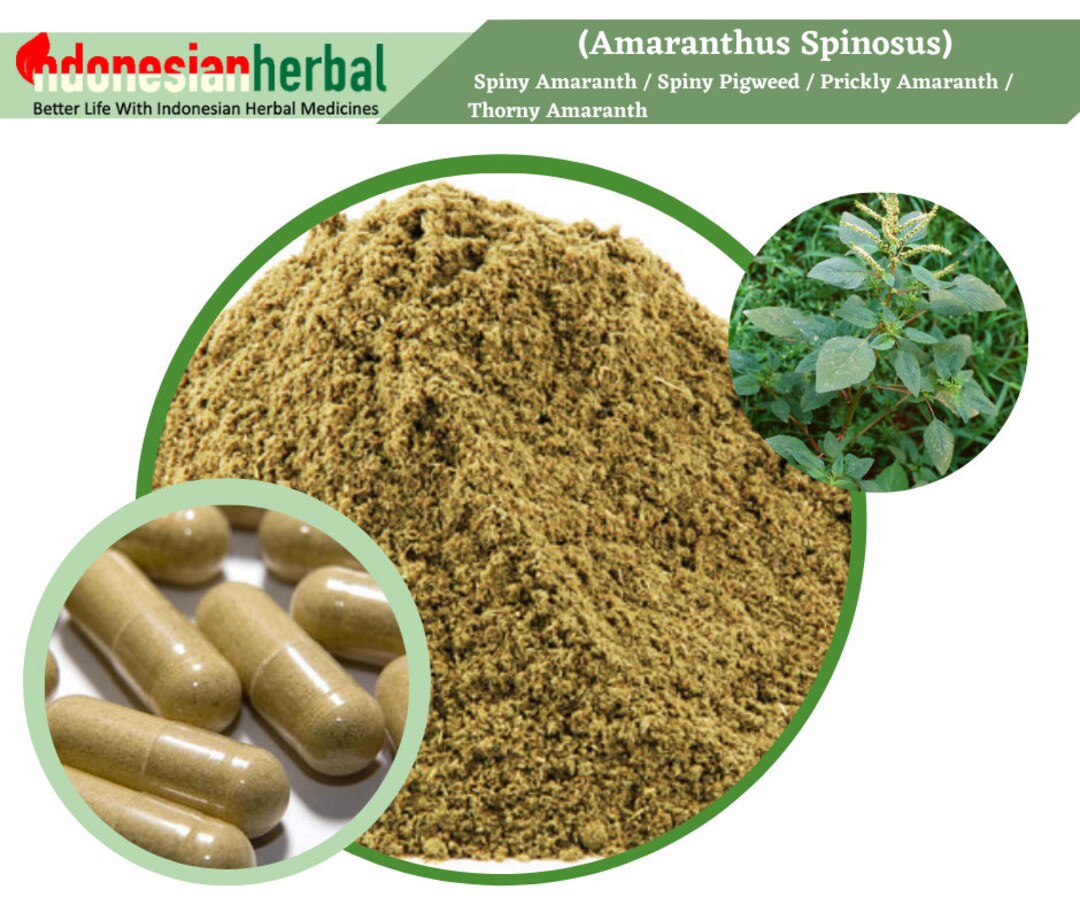 Capsule of Pure Spiny Amaranth / Spiny Pigweed amaranthus Spinosus ...
