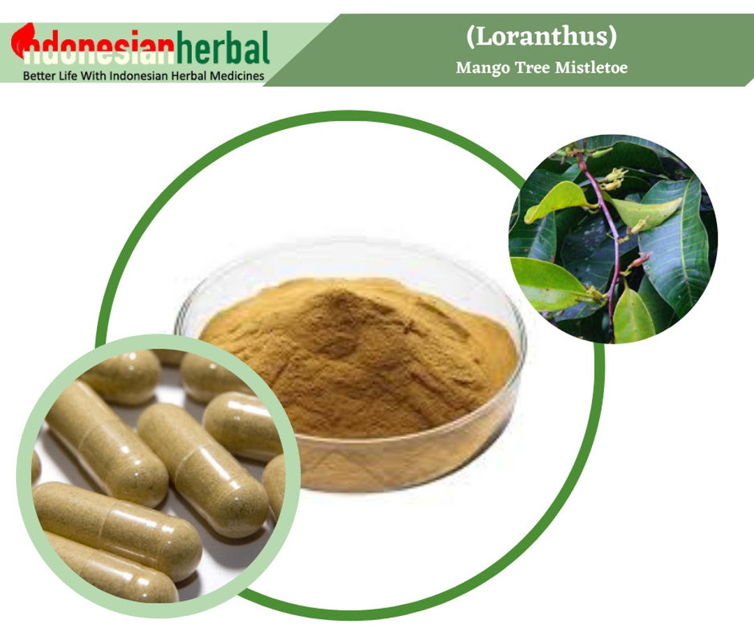 Capsule of PURE Mango Tree Mistletoe loranthus Organic Wildcrafted ...