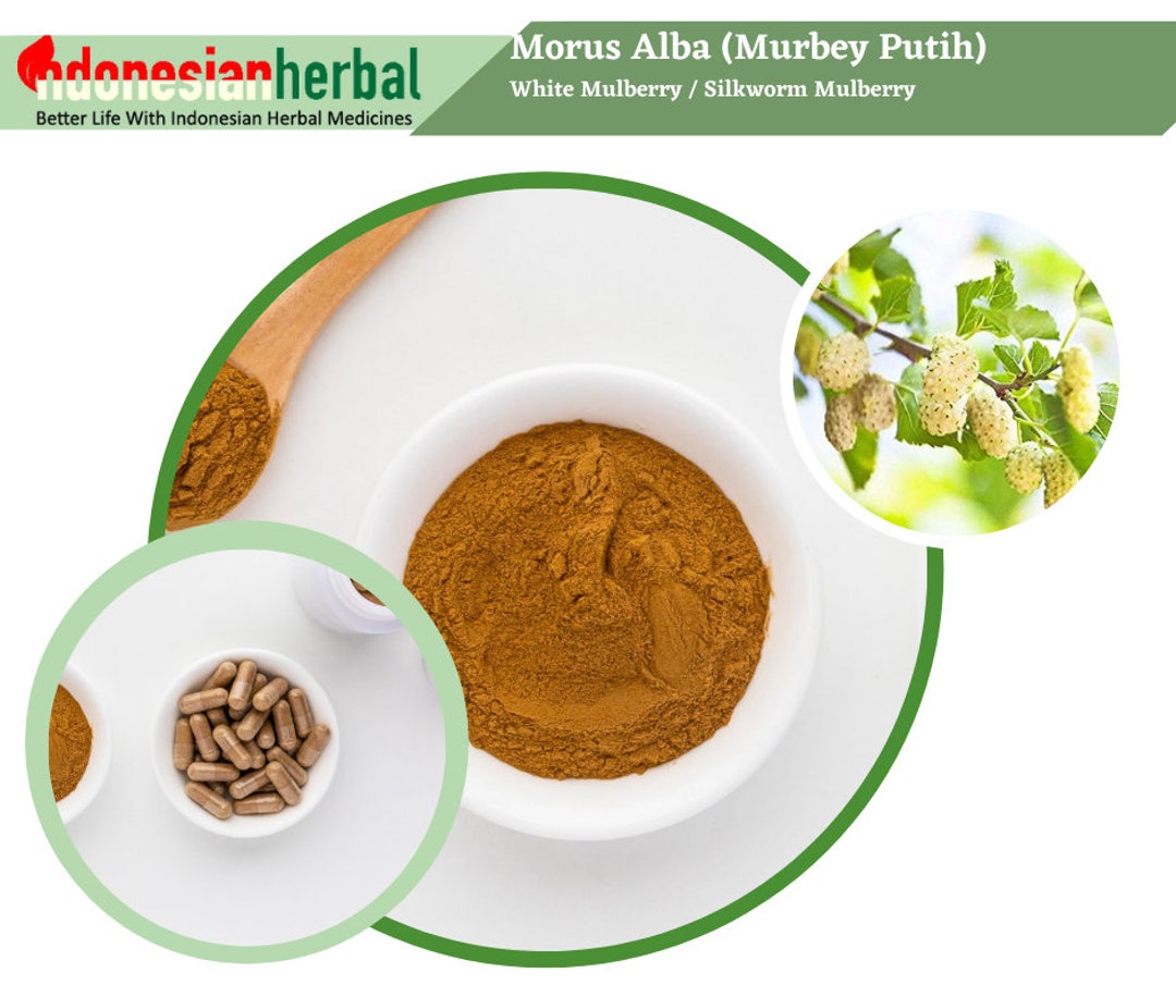 FRESH POWDER Pure Morus Alba / White Mulberry / Silkworm Mulberry morus ...