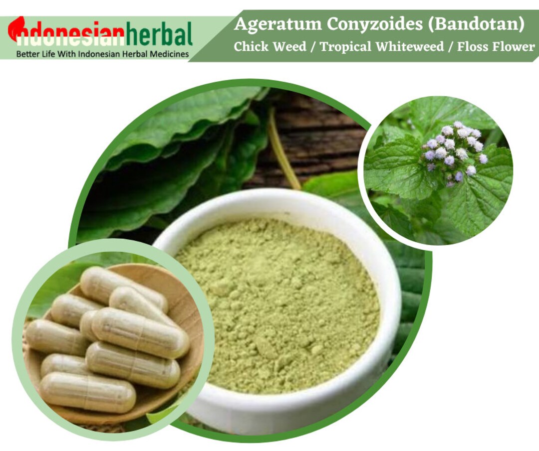 Capsule of Billygoat-weed Chick Weed / Tropical Whiteweed / Floss ...