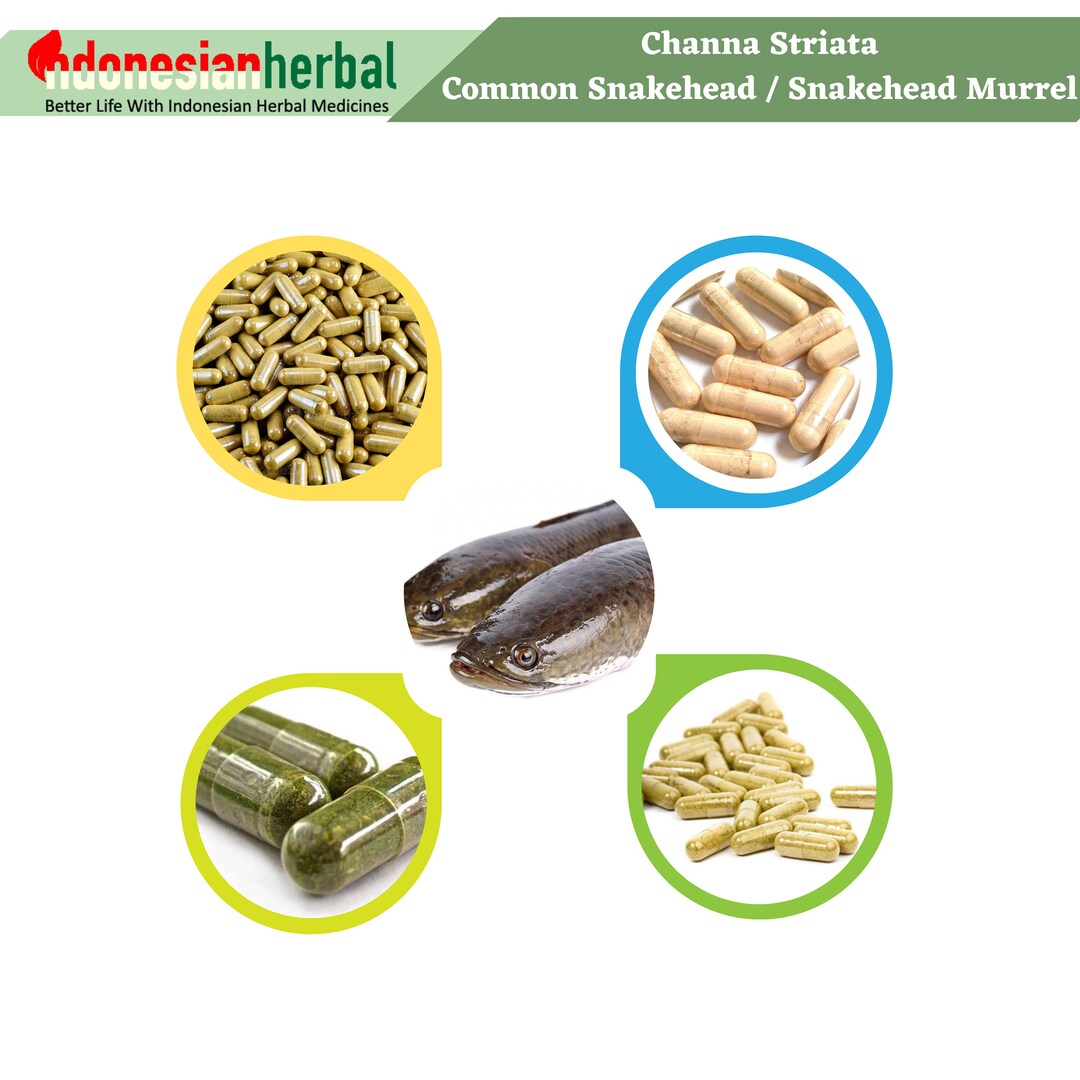 Capsule of Common Snakehead / Snakehead Murrel / Chevron Snakehead ...
