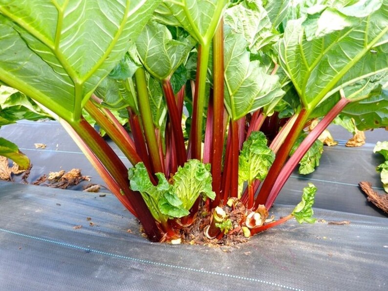 Victoria Rhubarb Seeds More Heirloom Organic Non GMO | Etsy