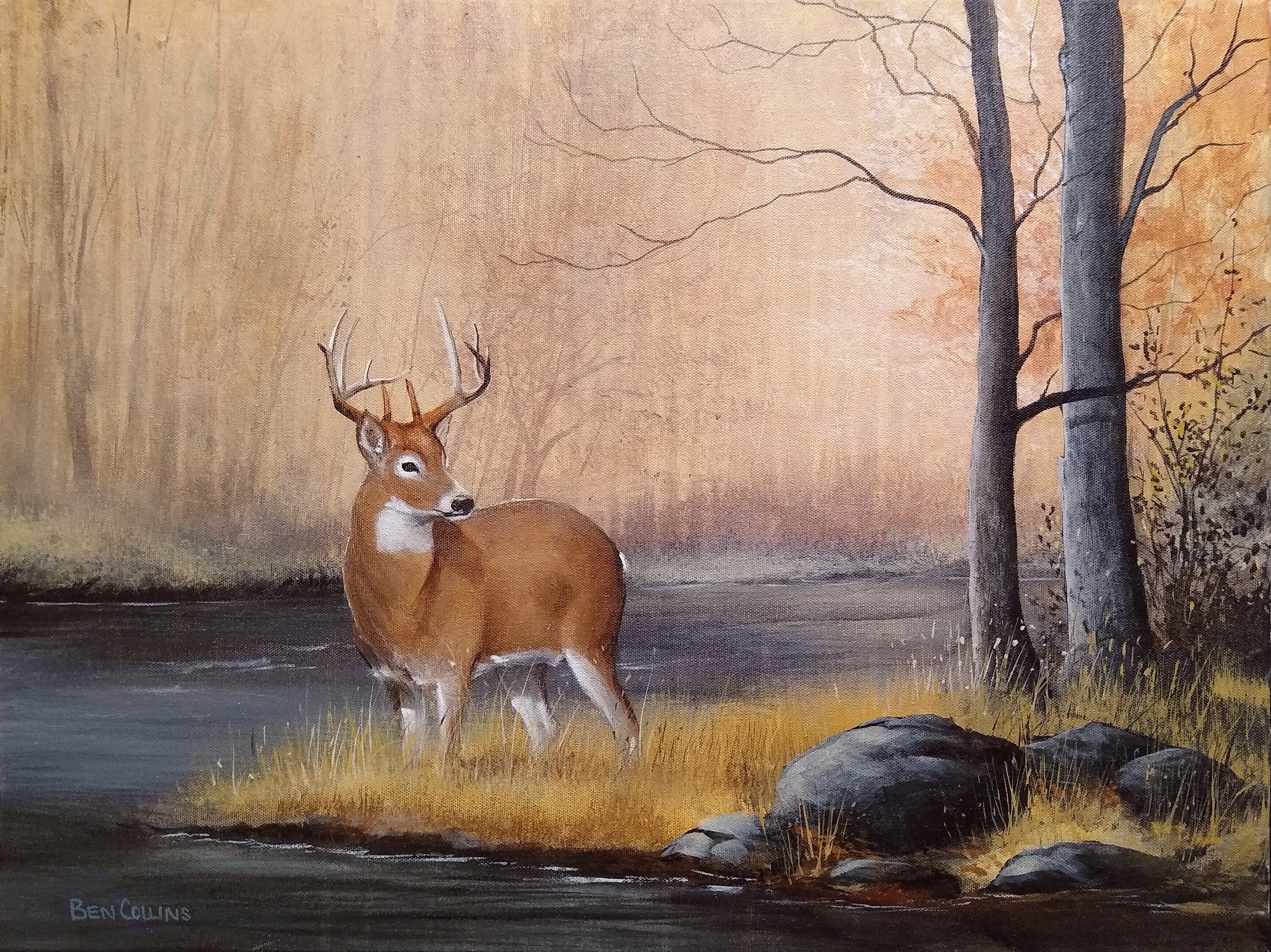 Whitetail Buck Deer Paintings