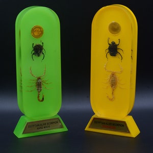 Real Scorpions and Beetle, Dried Insects Display (2 Color) Creepy ...