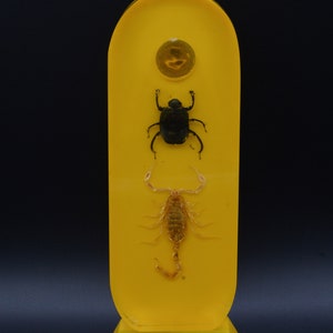 Real Scorpions and Beetle, Dried Insects Display (2 Color) Creepy ...