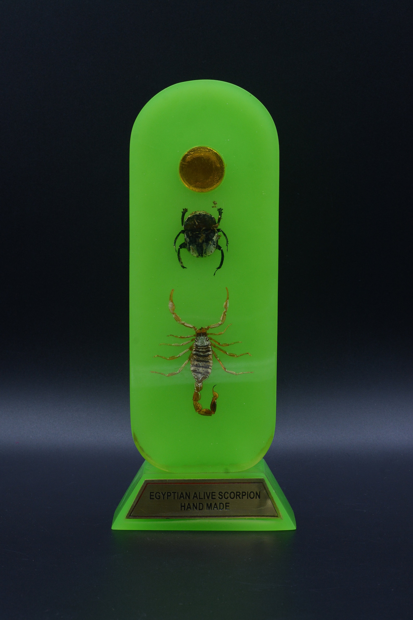 Real Scorpions and Beetle, Dried Insects Display (2 Color) Creepy ...