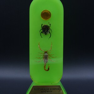 Real Scorpions and Beetle, Dried Insects Display (2 Color) Creepy ...